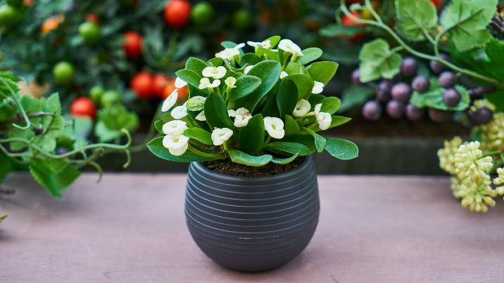 Najpopularniejsze kwiaty doniczkowe