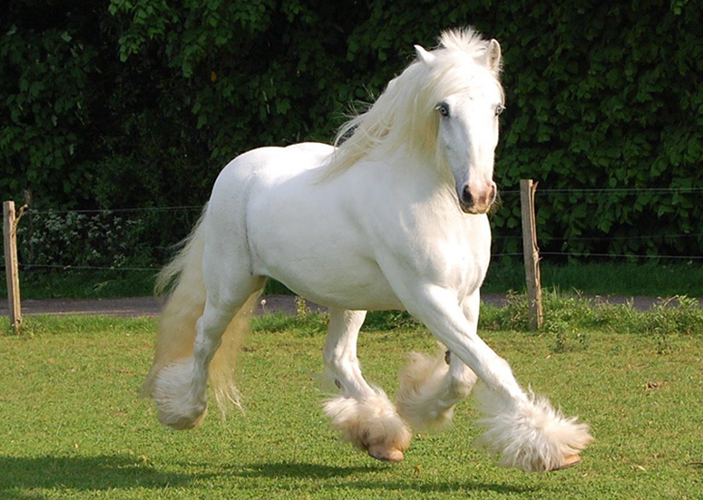 Ogłoszenie - Piękny Tinker COB Stute`