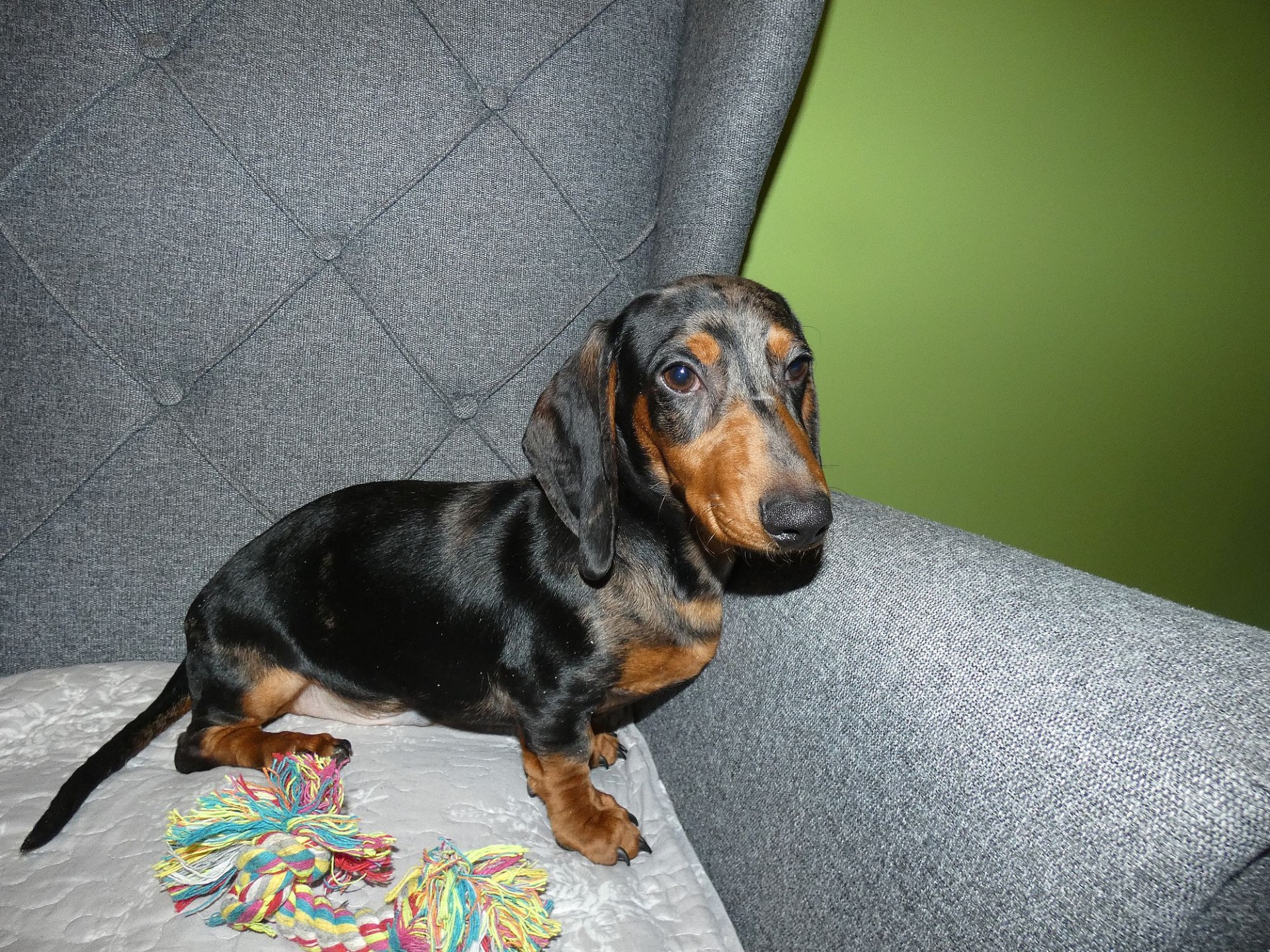 Ogłoszenie: Jamnik merle 1000 zł., kategoria: zwierzaki