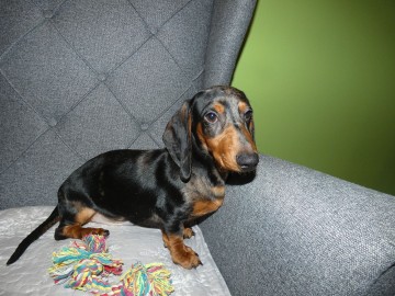 Ogłoszenie: Jamnik merle 1000 zł., kategoria: zwierzaki