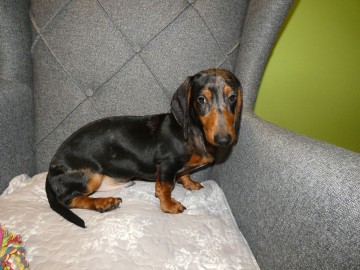 Ogłoszenie: Jamnik merle 1000 zł., kategoria: zwierzaki