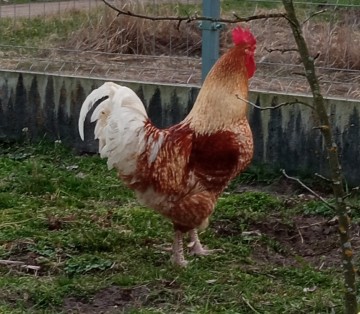 Brak ogłoszenia - LM.pl, ogłoszenia regionalne