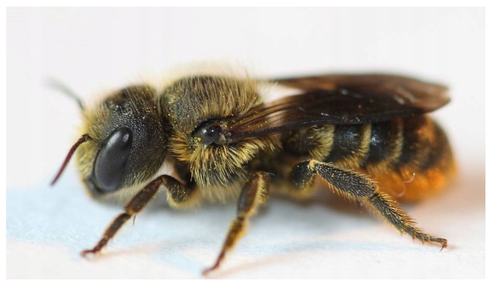 Ogłoszenie: Pszczoła murarka ogrodowa - kokony, kategoria: ogród