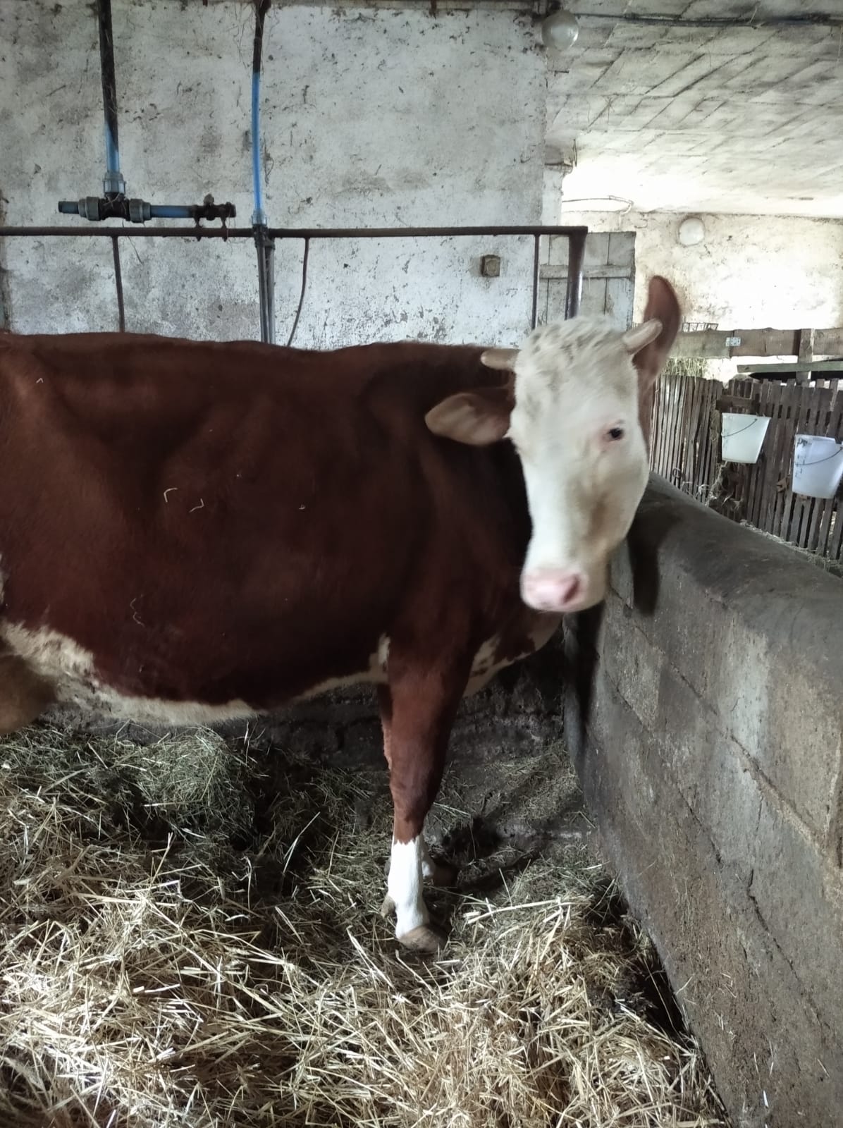 Ogłoszenie: Krowa Simental, kategoria: inwentarz żywy / zwierzęta